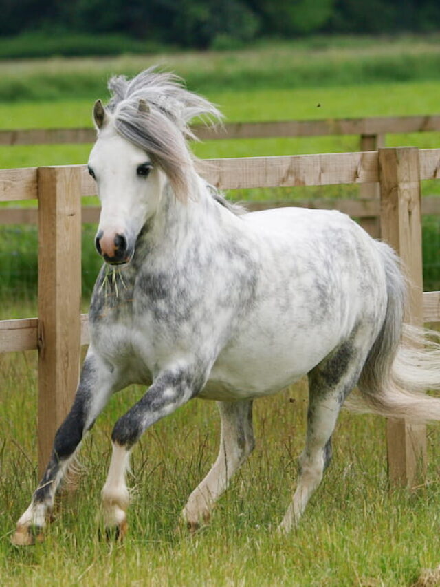 Pony of the Americas: Color and Personality in a Pint-Sized Package ...