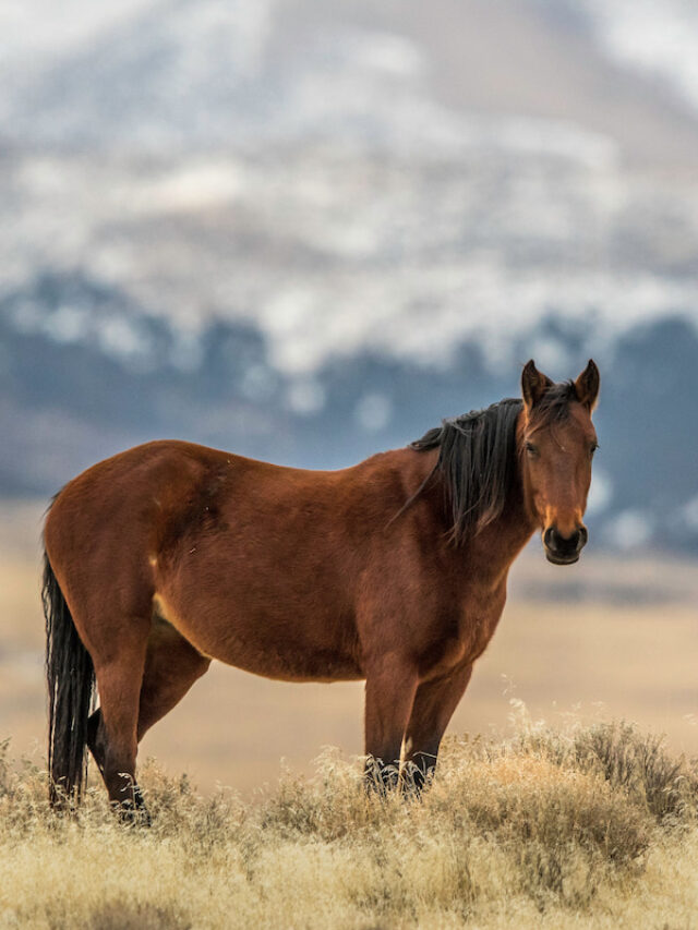 Wild Mustang & Burro Training Equipment - Helpful Horse Hints