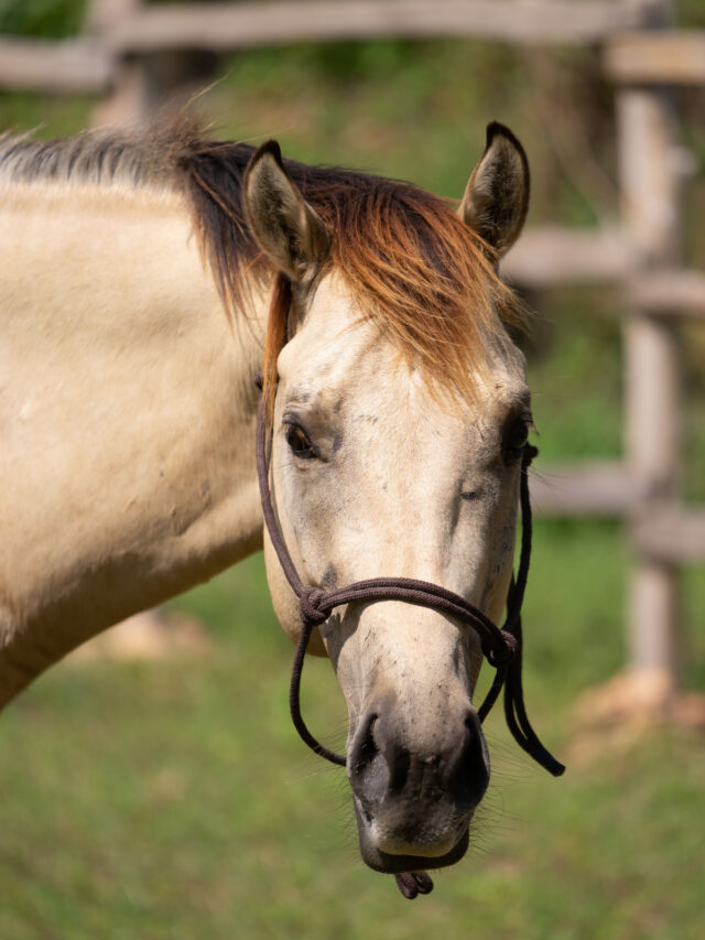 Dunskin Horse (Buckskin Dun) - Helpful Horse Hints
