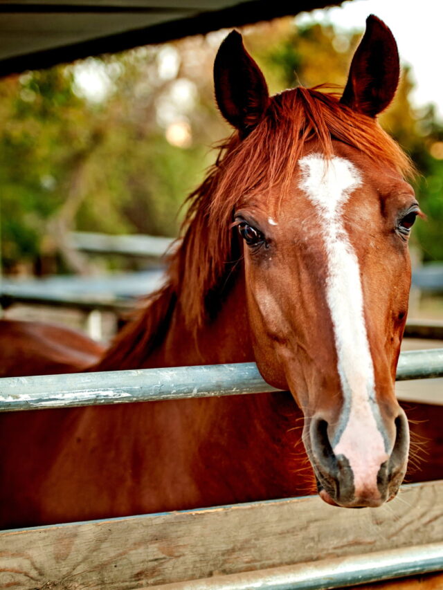 Missouri Fox Trotters: Ozark Born and Bred - Helpful Horse Hints