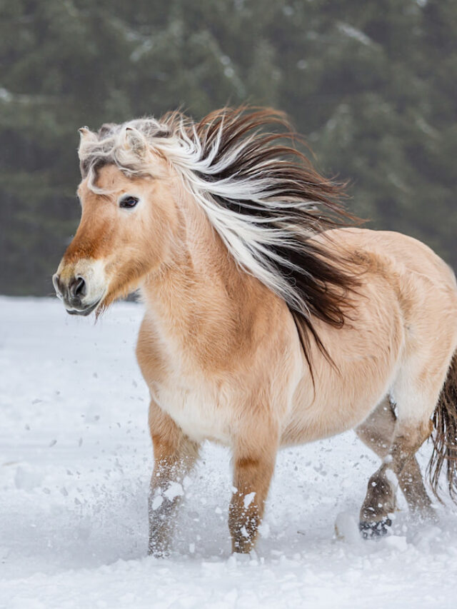 Fjord Horse Breed Profile - Size, Color & Unique Qualities - Helpful ...