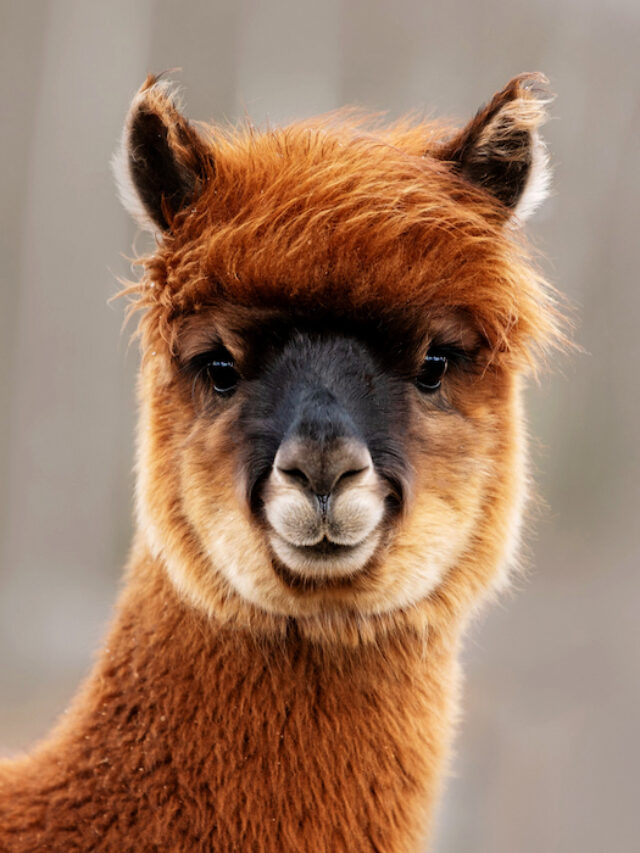 Can a Horse Breed with an Alpaca? - Helpful Horse Hints