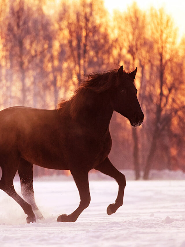 11 Horse Breeds Known to have Long Manes & Tails - Helpful Horse Hints