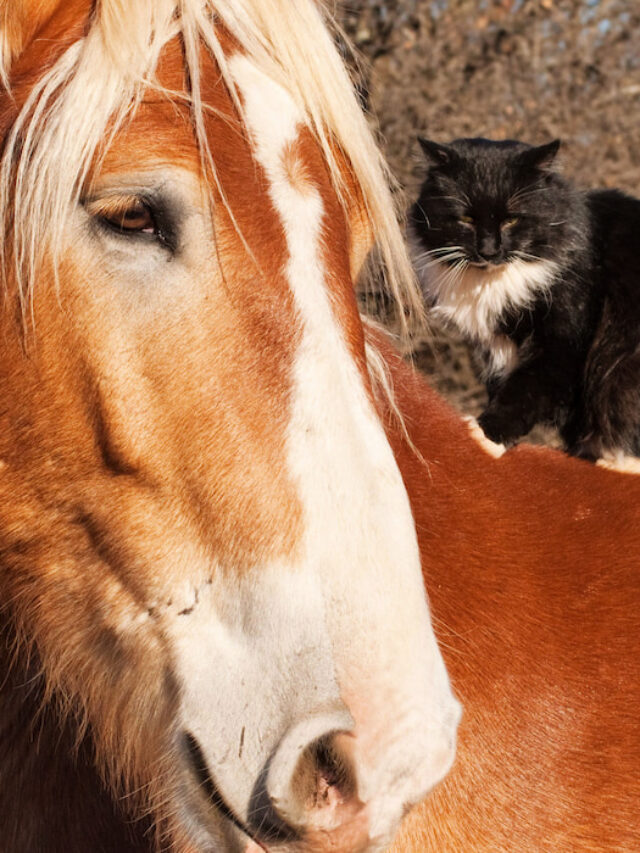 11 Horse Breeds That Love Cats - Helpful Horse Hints