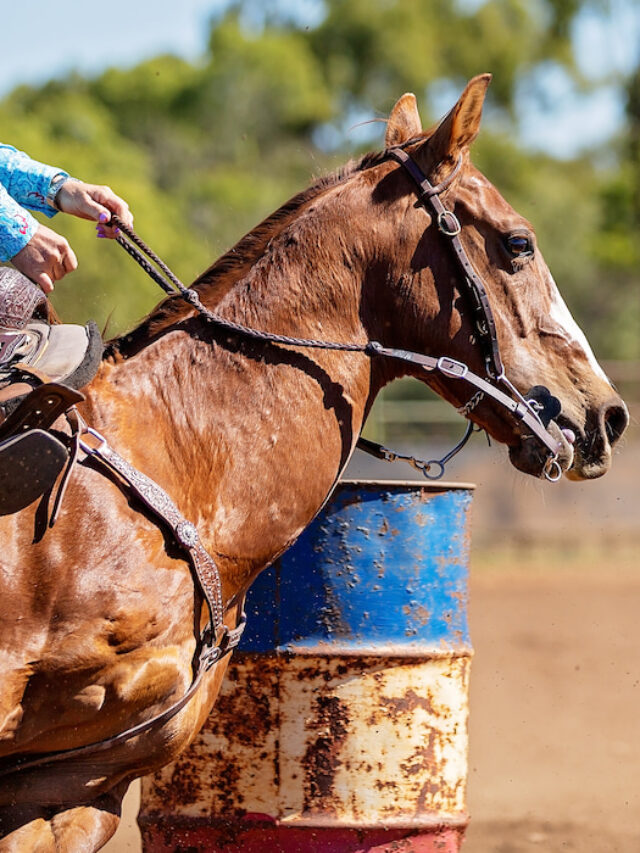 17 Remarkable Barrel Racing Quotes with Shareable Pictures - Helpful ...