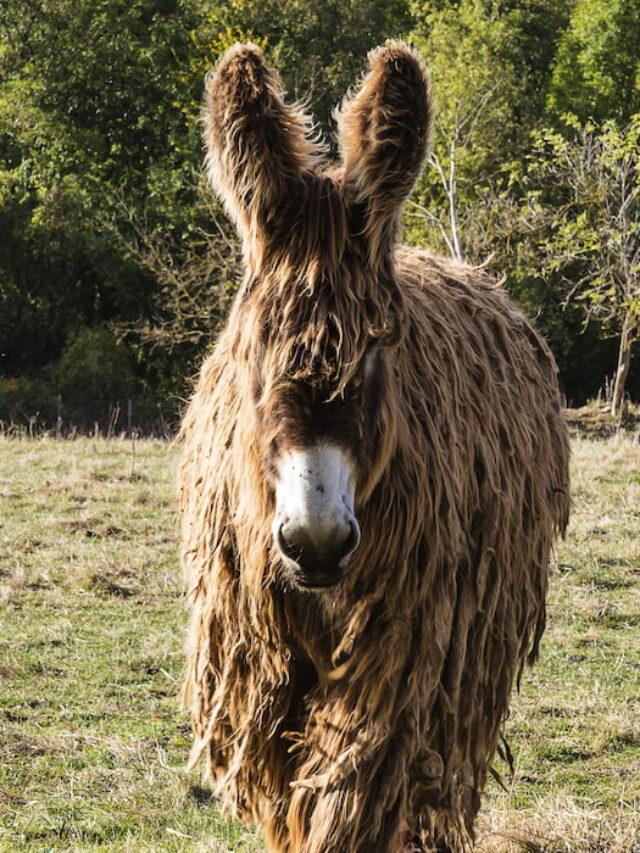 11 Types of Donkeys - Helpful Horse Hints