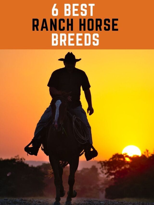 6 Best Ranch Horse Breeds - Helpful Horse Hints