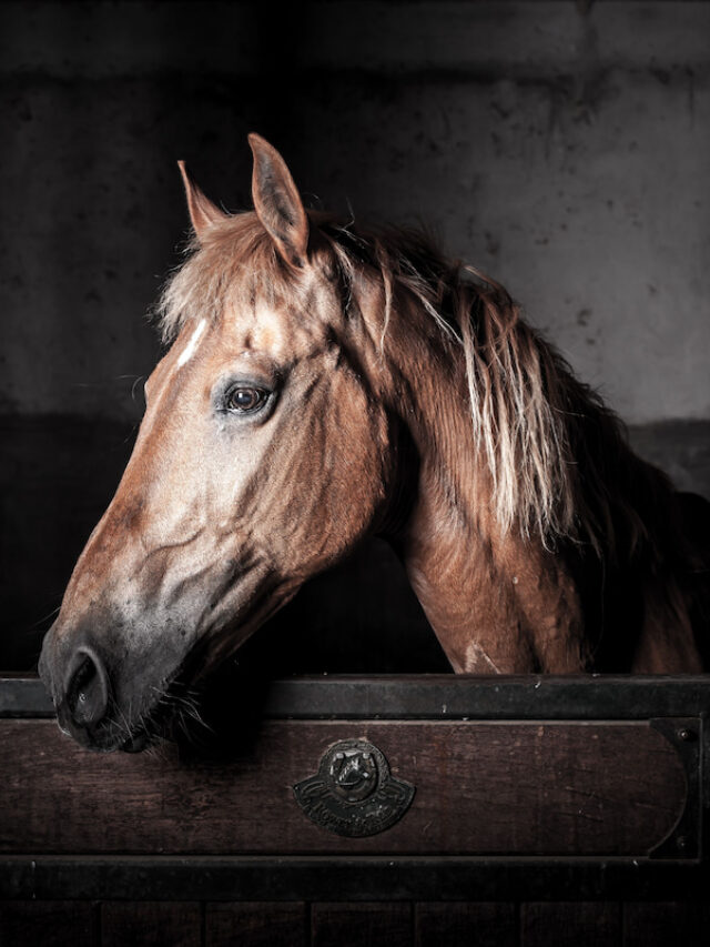 Strangles in Horses – Overview, Complications, Treatment & Aftercare ...