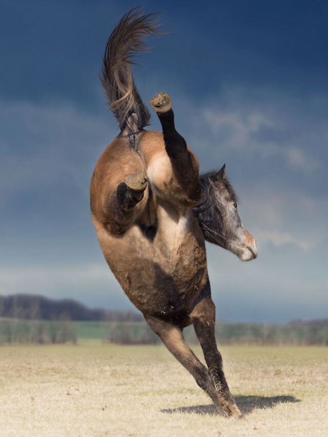 The Deadly Dangers of Horse Kicks - Helpful Horse Hints