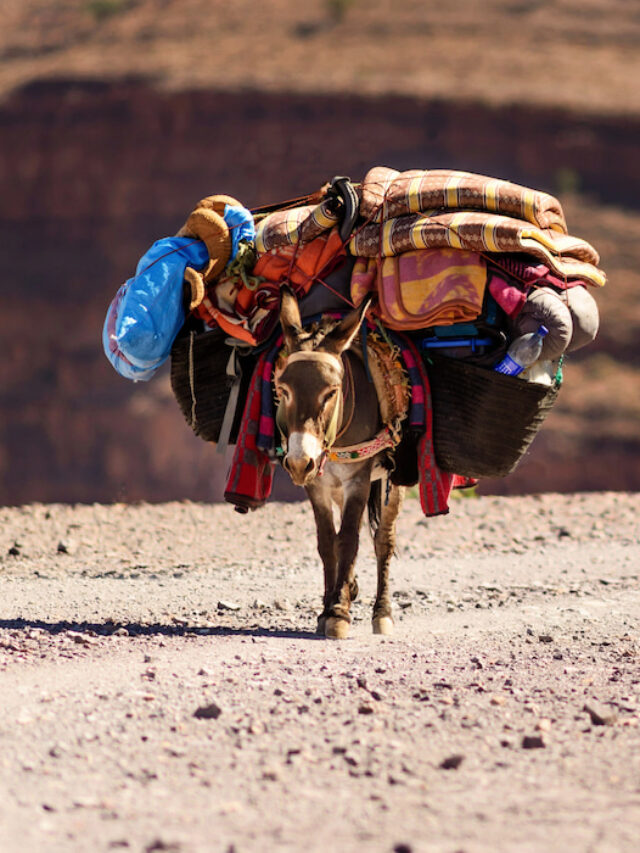 Name A Beast Of Burden - Helpful Horse Hints