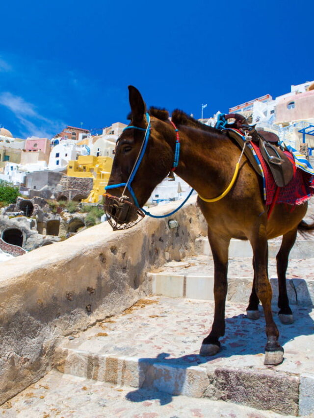 Upstairs & Downstairs: Tips for Navigating Your Horse Safely - Helpful ...