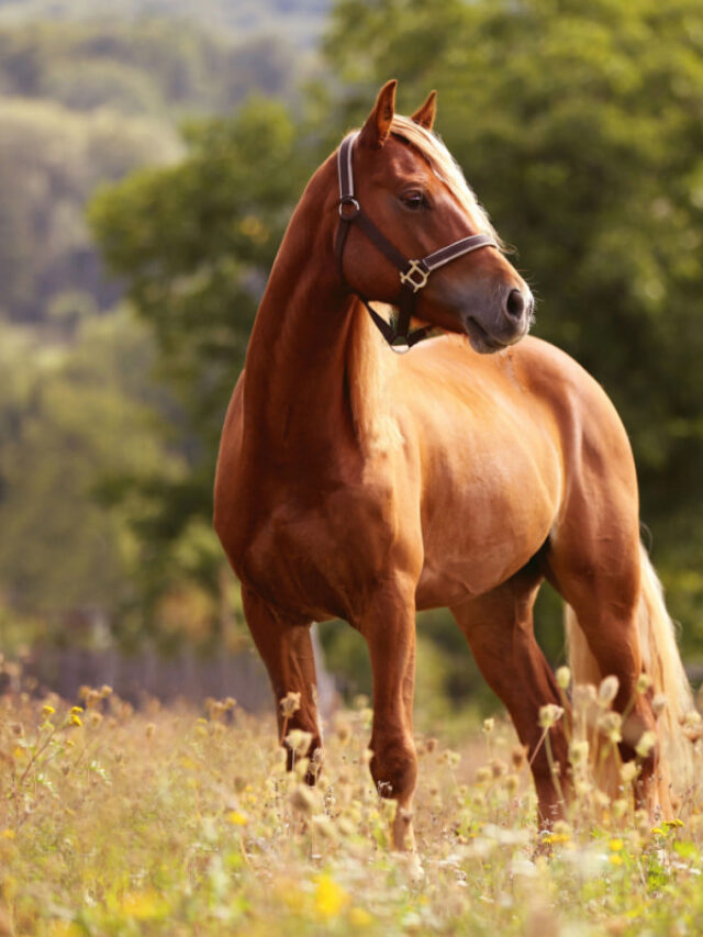 Horse Vomit: Find Out What’s Really Going On With Your Horse - Helpful ...