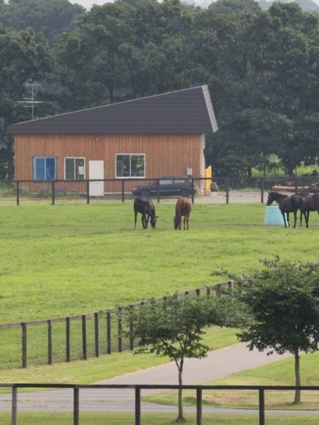 Horse Farm Names Helpful Horse Hints Horse Farm Names Helpful Horse Hints