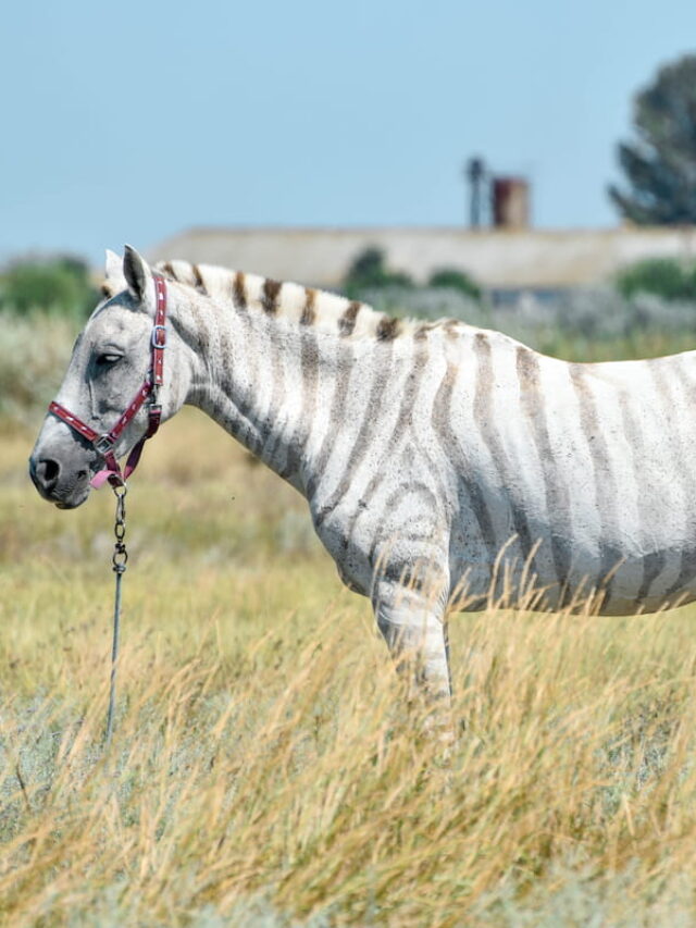 Can a Zebra Be Bred With a Horse? - Helpful Horse Hints