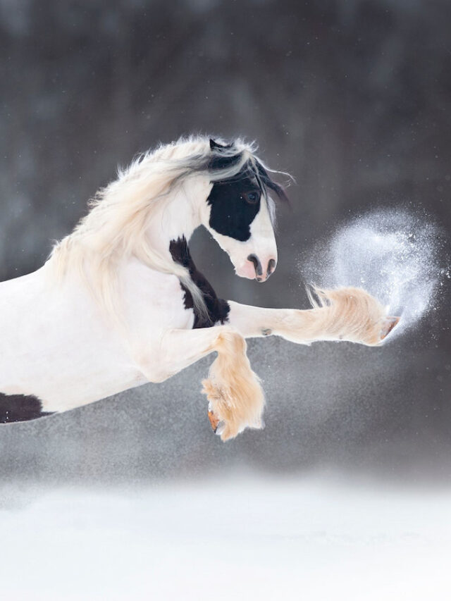 16 Gypsy Vanner Horse Facts - Helpful Horse Hints