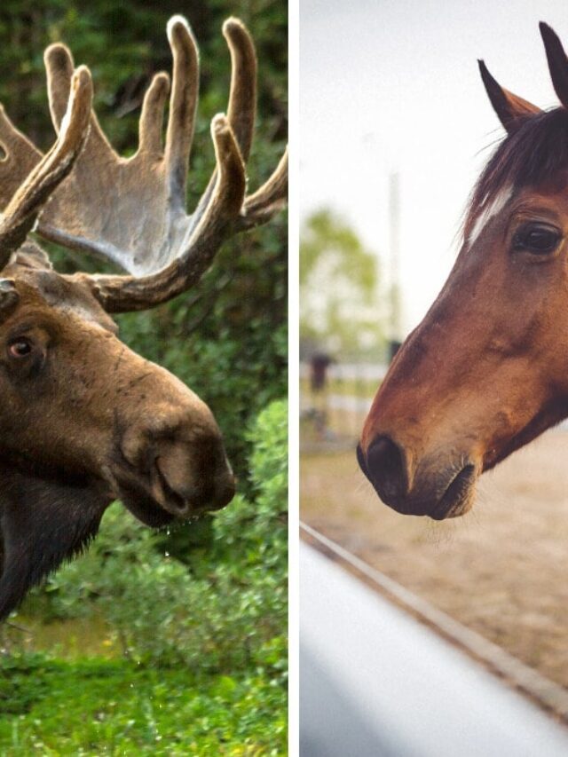 Moose Vs Horse Size Comparison