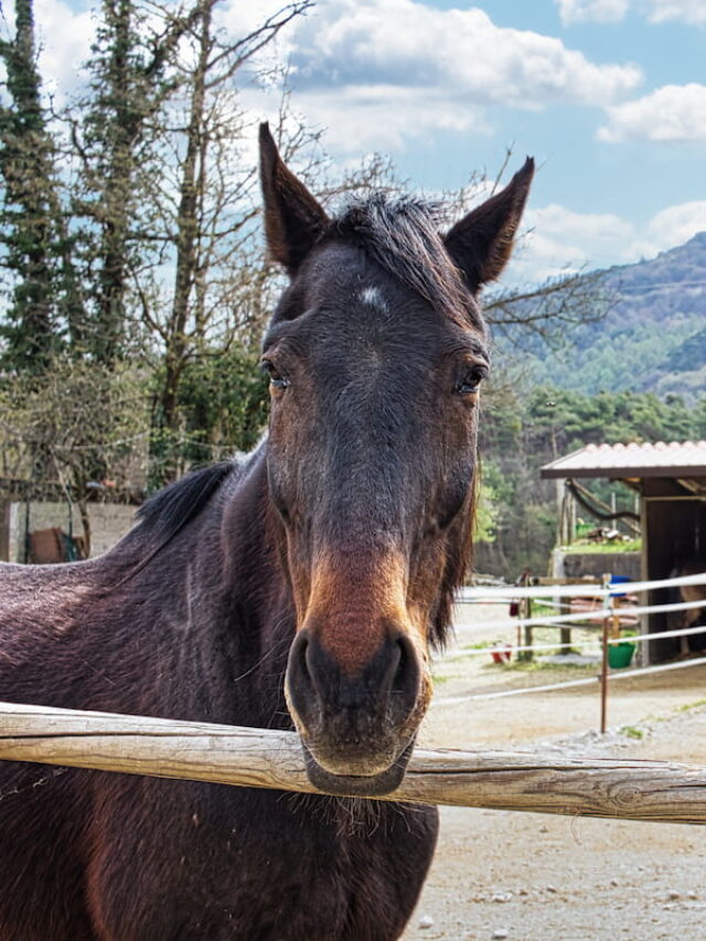 15 Beautiful Italian Horse Breeds (with pictures) - Helpful Horse Hints