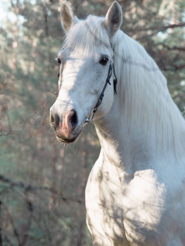 Percheron Horse Breed Profile - Helpful Horse Hints