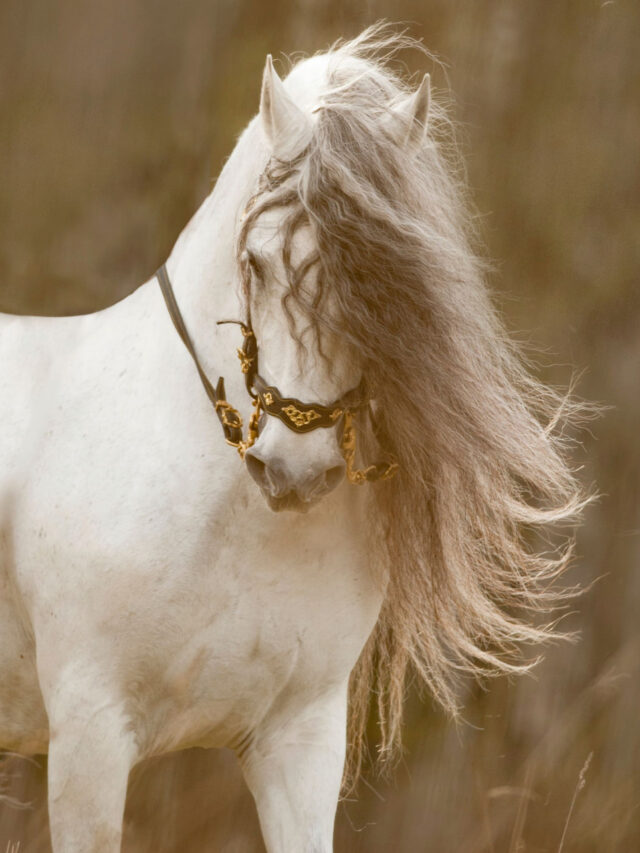 11 Reasons Horses Lose Hair and What You Can Do About It - Helpful ...