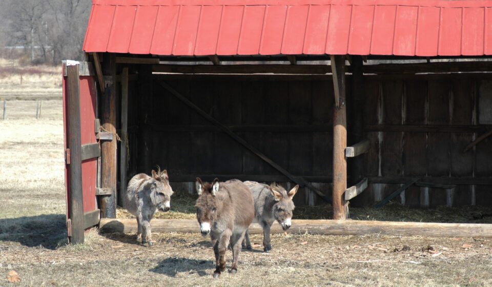 Ultimate Guide to Owning a Pet Donkey - Helpful Horse Hints