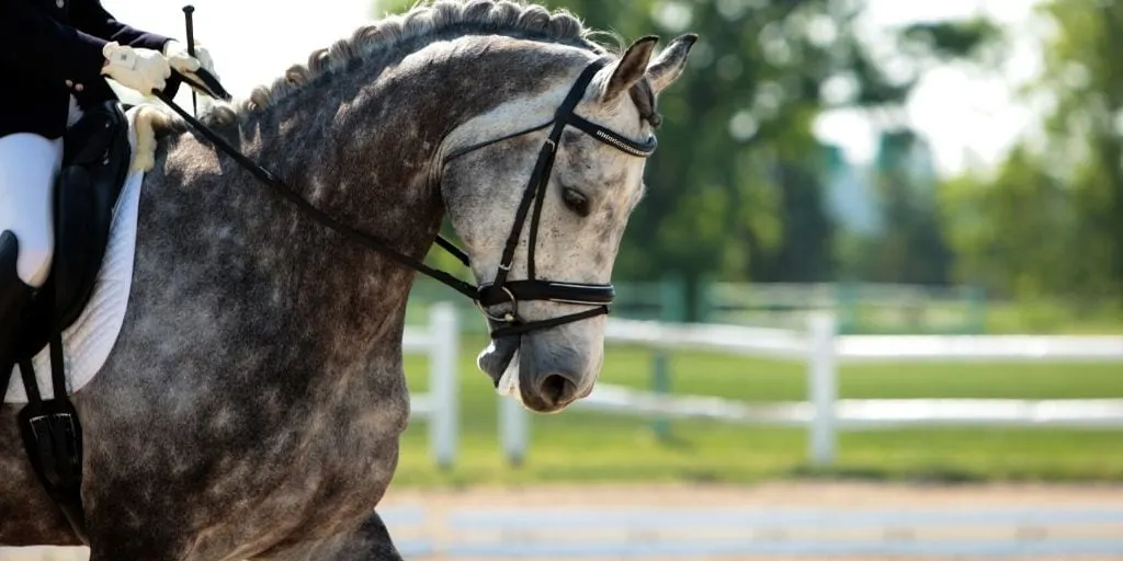 Dapple Grey Thoroughbred Stallion