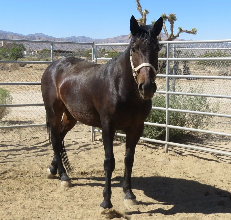 Horse Color Guide: Mustang Horses in Almost Every Color (with Photos ...