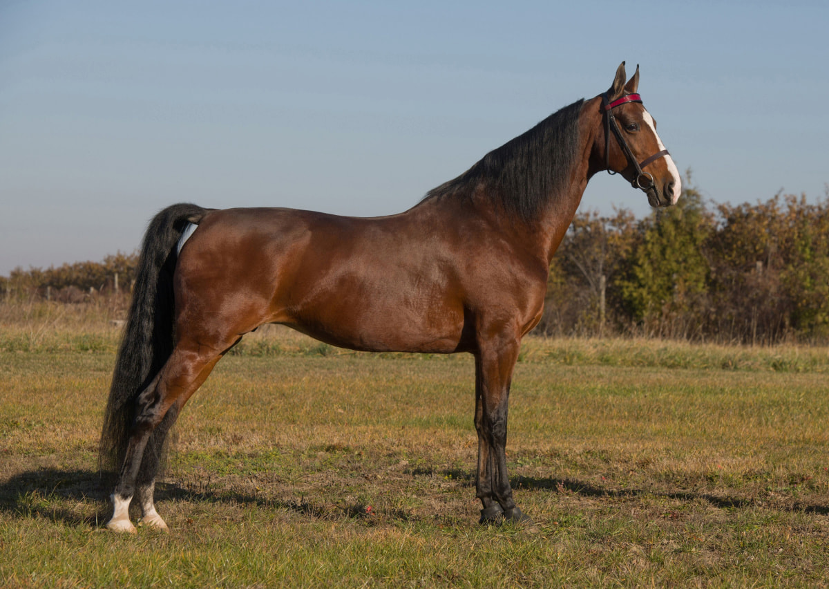 National Show Horse Breed Profile - Helpful Horse Hints