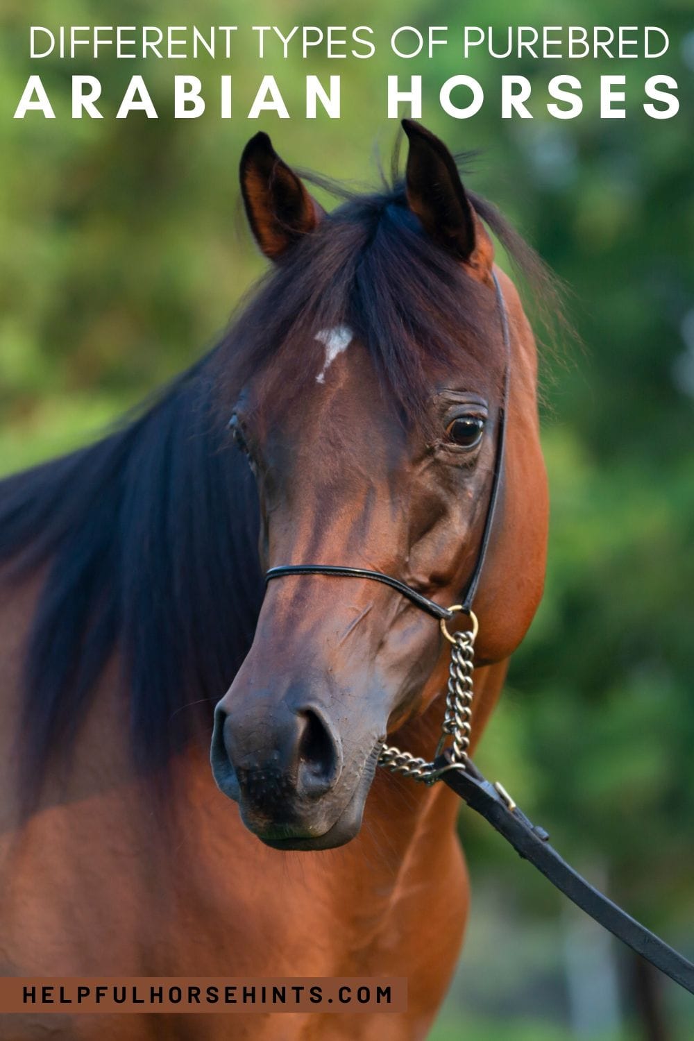 6 Main Types of Purebred Arabian Horses - Helpful Horse Hints