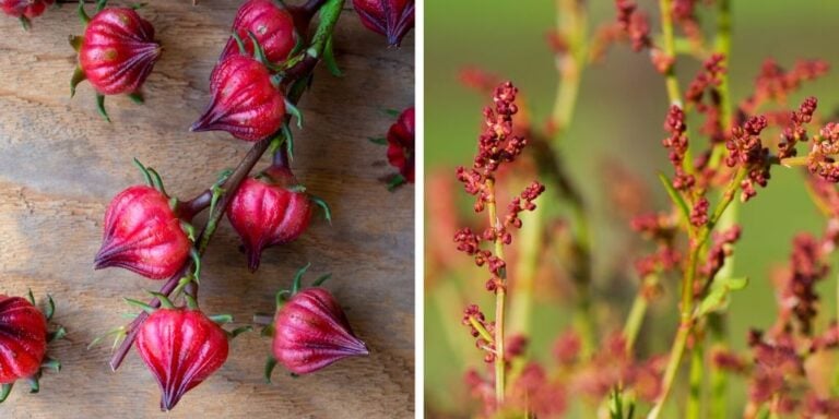 Chestnut Vs. Sorrel Horse: What Is The Difference? - Helpful Horse Hints