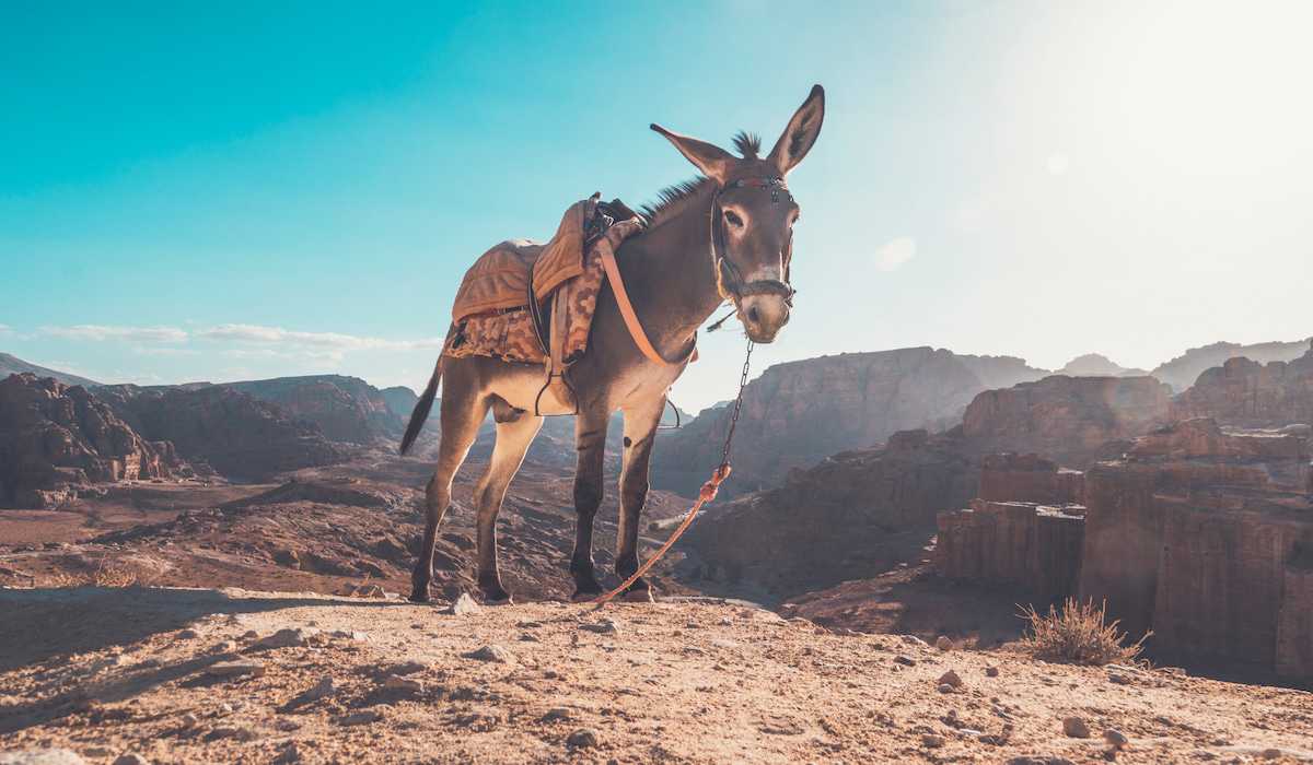 Diferencia entre un burro y una mula 🥇 2024 🥇