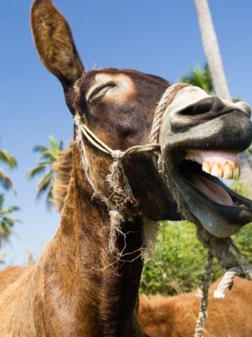 Can Donkeys Reproduce? - Helpful Horse Hints