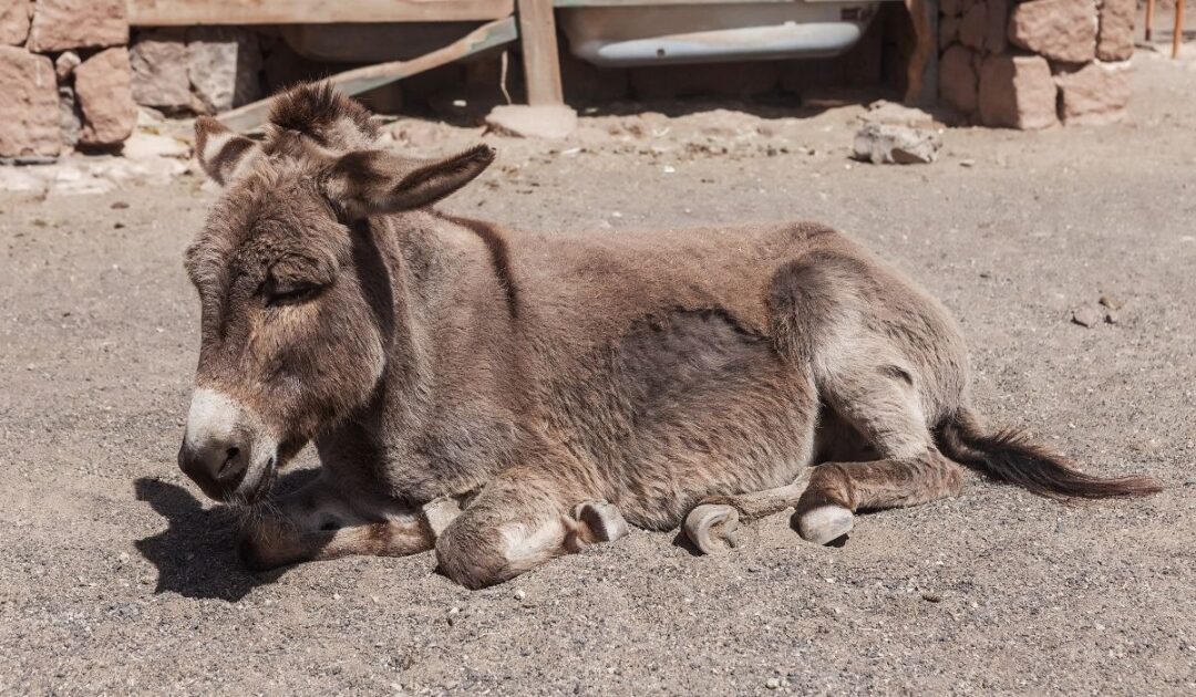 How Do Donkeys Sleep? - Helpful Horse Hints