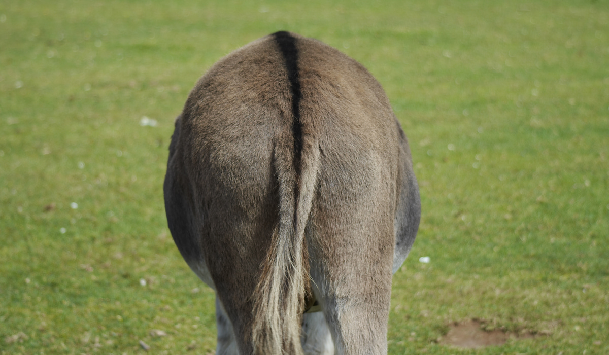 Difference Between a Donkey and a Mule - Helpful Horse Hints