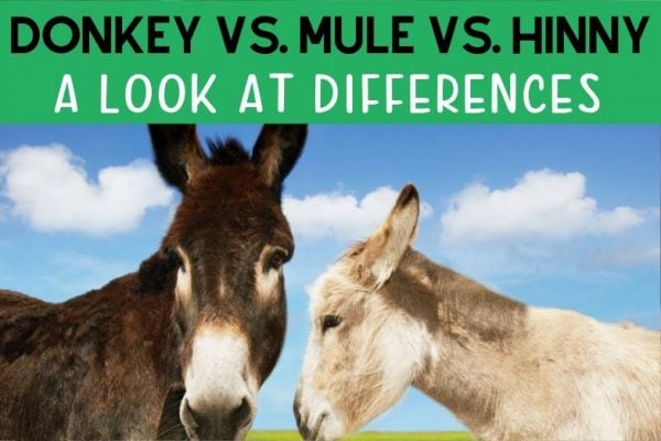 Hinny vs. Mule: 11 Facts You Need to Know - Helpful Horse Hints