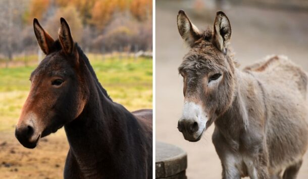Difference Between a Donkey and a Mule - Helpful Horse Hints