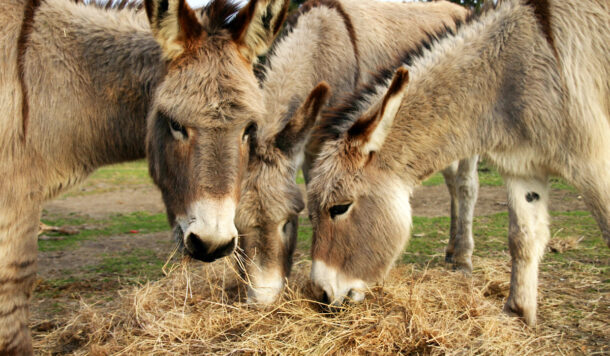 Difference Between a Donkey and a Mule - Helpful Horse Hints