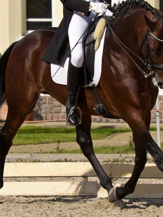 Dressage Levels - Scoring, Concepts, and Movements Required - Helpful ...