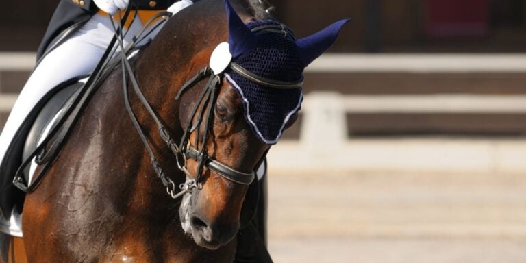 Dressage Levels - Scoring, Concepts, and Movements Required - Helpful ...