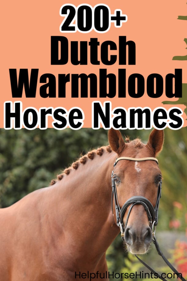 200+ Dutch Warmblood Horse Names + KWPN Naming Rules - Helpful Horse Hints
