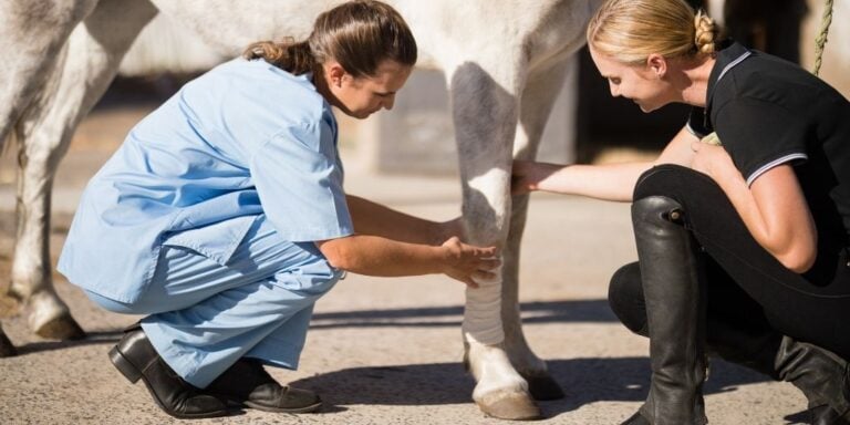 Horse Lameness: Types, Causes, and Treatments - Helpful Horse Hints