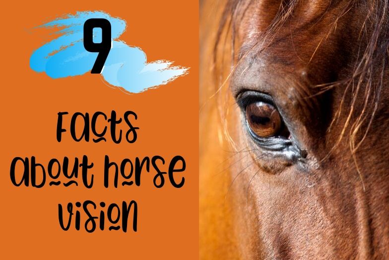 9 Facts About Horse Vision with Diagram & Examples - Helpful Horse Hints