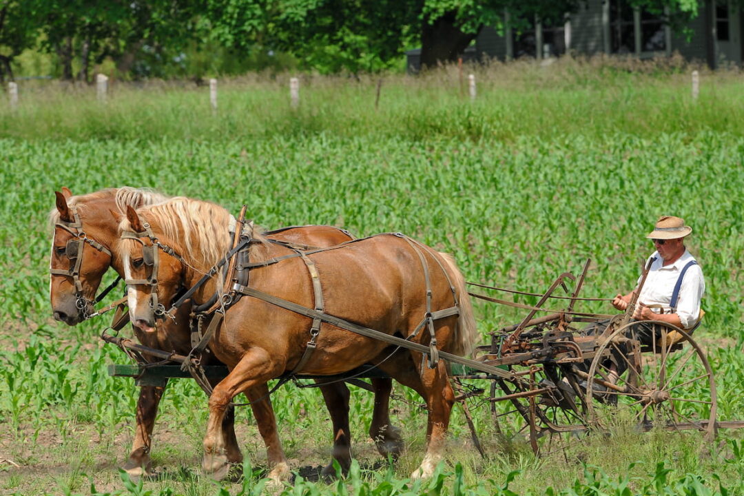 15 Fun Facts About the Ardennes Horse - Helpful Horse Hints