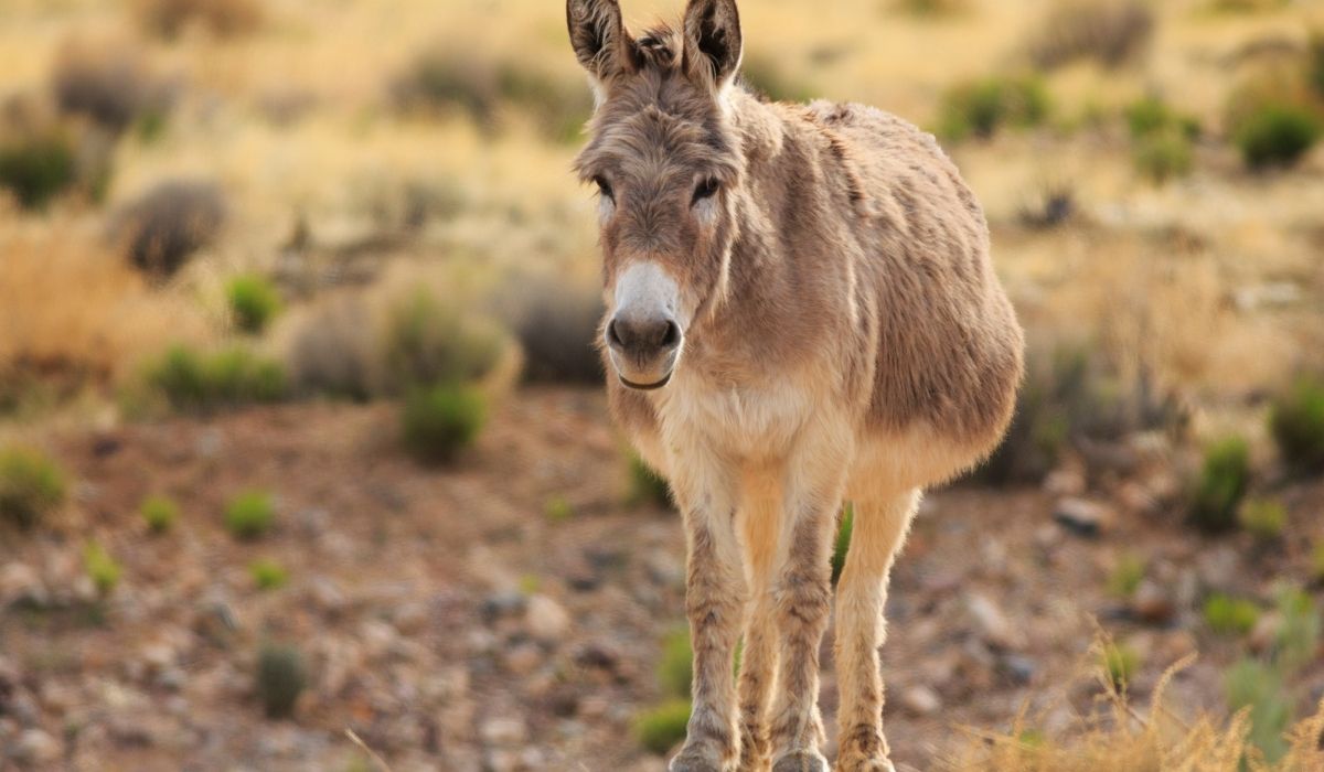 How Much Does A Donkey Weigh? (with chart) - Helpful Horse Hints