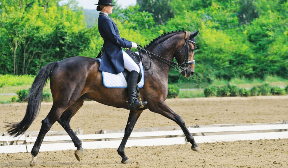 13 Types of Horse Events - Helpful Horse Hints