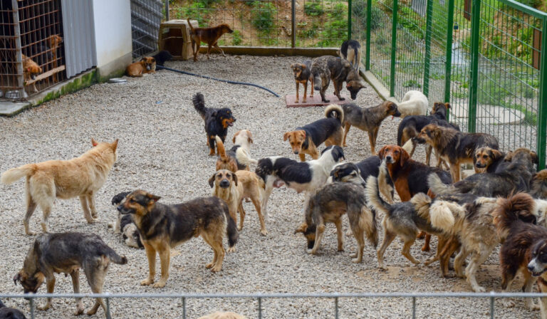 Horse Predators - A Look at What Eats Horses in the Wild - Helpful ...