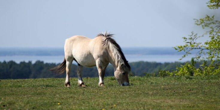 Fjord Horse Breed Profile - Size, Color & Unique Qualities - Helpful ...