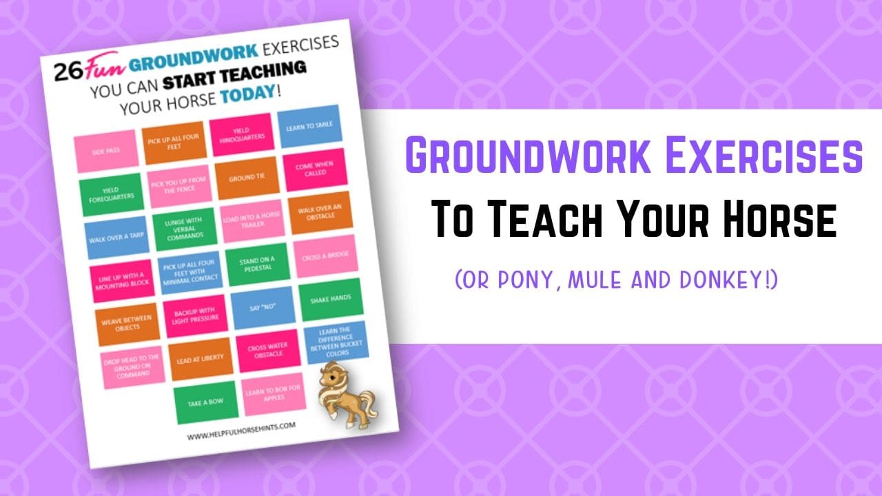26 Groundwork Exercises You Can Start Teaching Your Horse Today! - Helpful Horse Hints