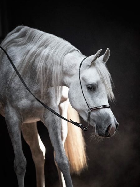 6 Main Types of Purebred Arabian Horses - Helpful Horse Hints