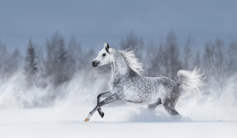 9 Alluring Arabian Horse Facts You May Not Know - Helpful Horse Hints