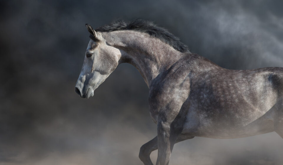 6 Main Types of Purebred Arabian Horses - Helpful Horse Hints